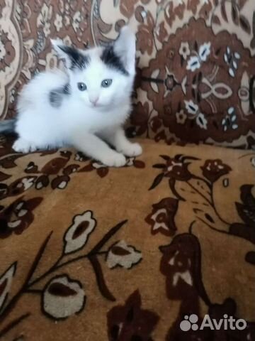 Котята в добрые руки бесплатно