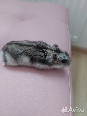 Джунгарские хомячки