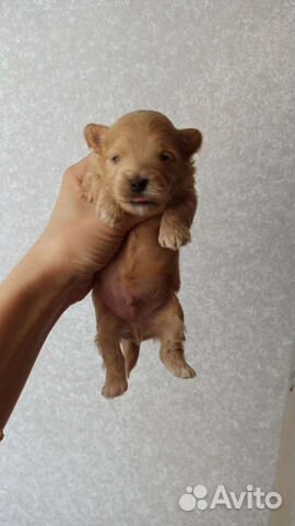 Мальтипу Ф1 малыши на резерв на май