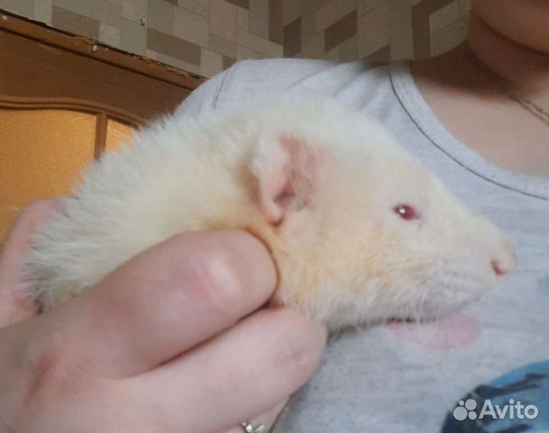 Хорек
