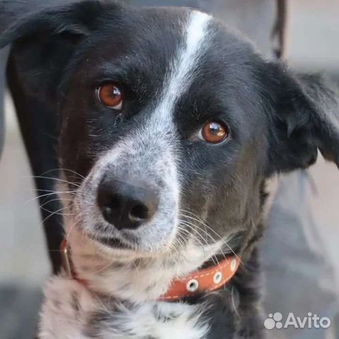 Верный друг