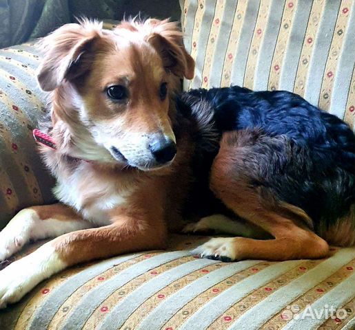 Щенок Санта 5 мес в дар