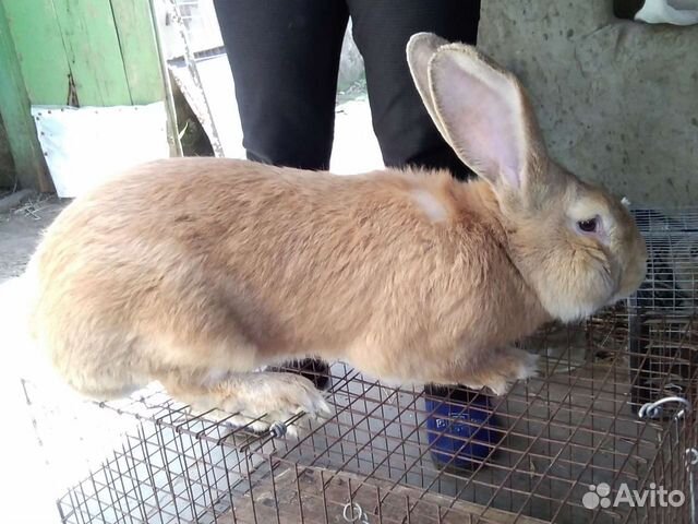 Самец кроликов" Риан Голд"