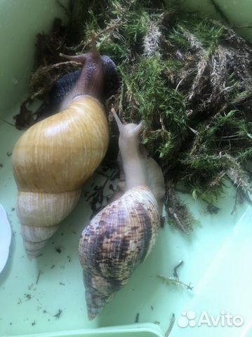 Улитки ахатины