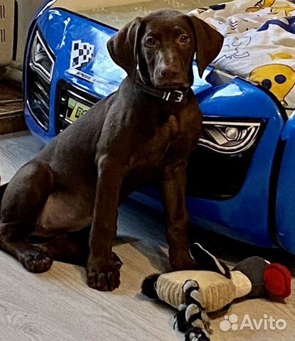 Собака Курцхаар