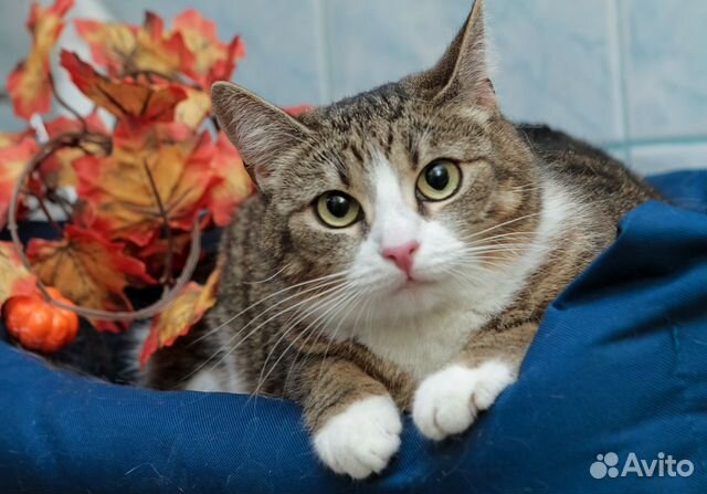 Кошка в дар бесплатно