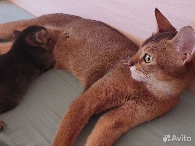 Котята от абиссинки