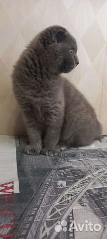 Шотландский вислоухий кот 3 месяца