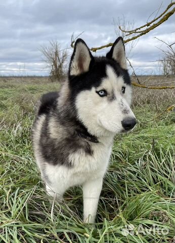 Сибирский хаски вязка