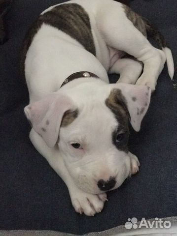 Американский стаффордширский терьер