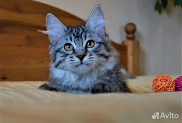 Серебряная кошка