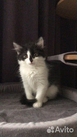 Котенок в добрые руки