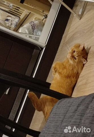 Отдам кота в добрые руки