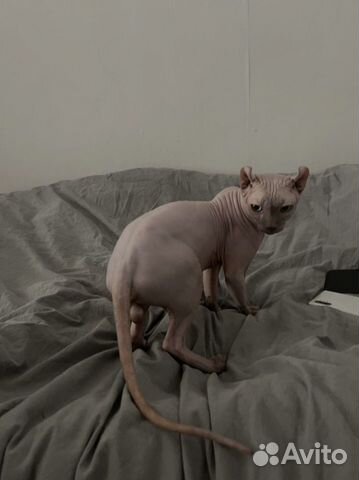 Вязка с лиловым эльфом