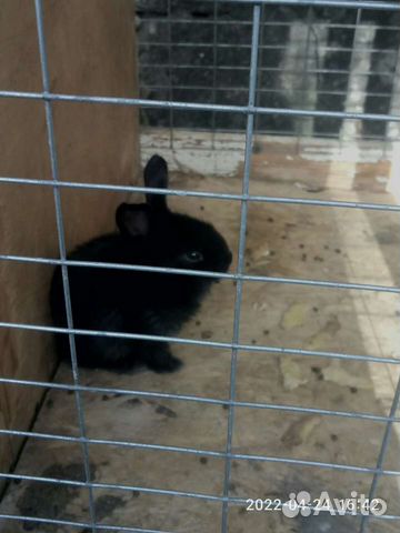 Крольчата 1,5 мес