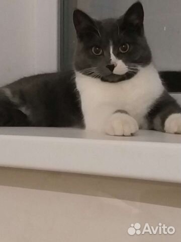 Кот