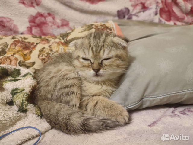 Шотландская вислоухая кошка