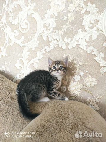 Котик в добрые любящие животных руки