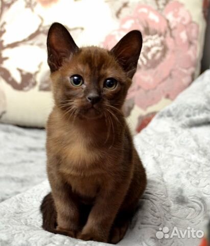 Бурманские котята