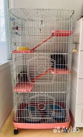 Две шиншиллы с клеткой