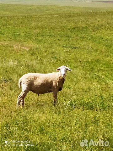 Валухи ярки