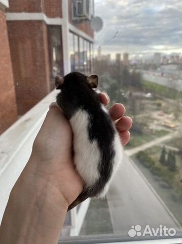 Крысы черный капюшон