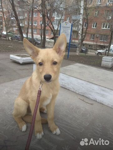 Лисёныш в поисках дома