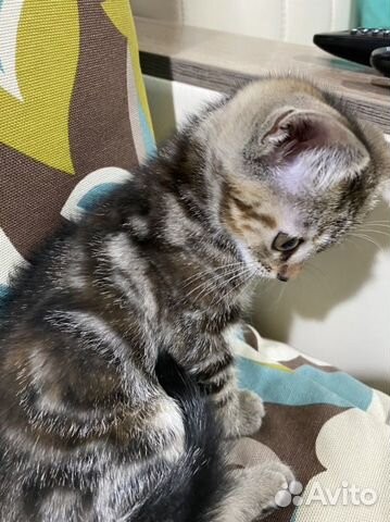 Кошечка,девочка,красавица и умница