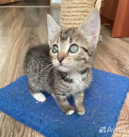 Крошка Енот ищет дом