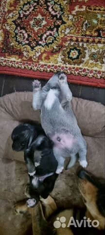 Собаки бесплатно в добрые руки щенки
