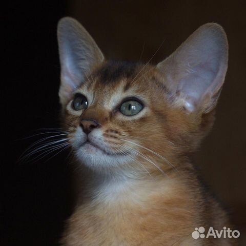 Славный абиссинский котик Левушка