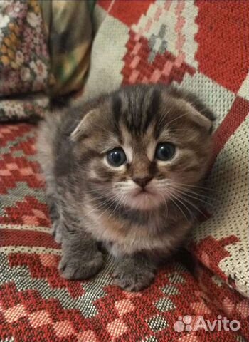 Британская вислоухая кошечка