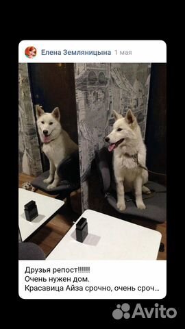 Собака подросток