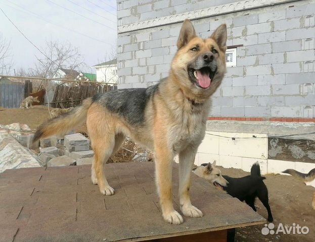 Собака в добрые руки