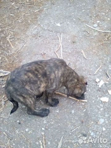 Щенки в добрые руки