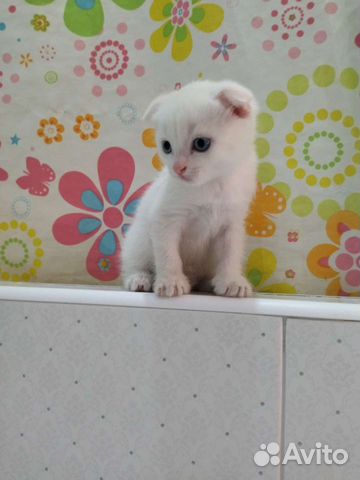 Шотландский котик белый с голубыми глазами