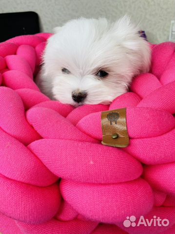 Мальтийская болонка мини