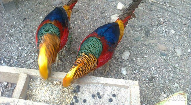 Фазан золотой