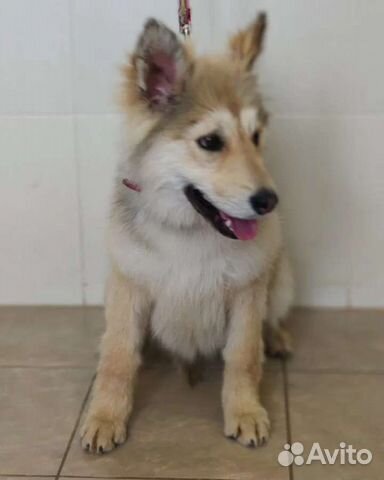 Щенок метис хаски в дар