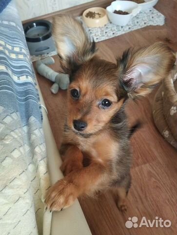 Щеночки той-терьера длинношерстного