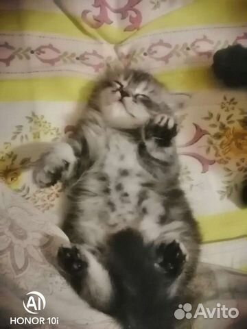 Британские котята