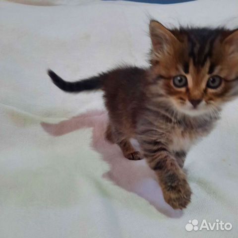 Котики