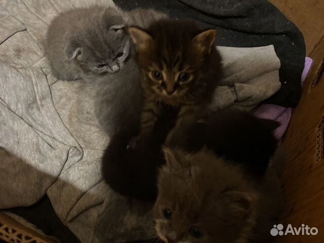 Котята в добрые руки бесплатно