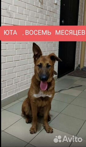 Хозяин вывез щенка на автобусе и привязал у метро