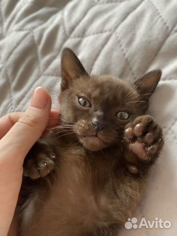 Бурманская девочка-красавица