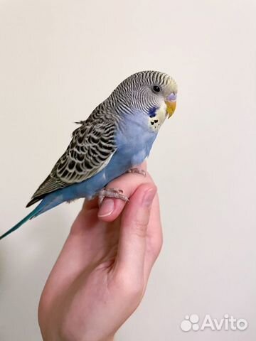 Волнистый попугай отдам в добрые руки