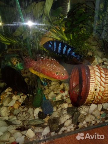 Аквариум с рыбками