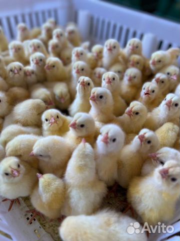 Бройлер суточный мясное направление