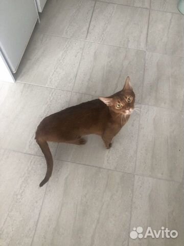Абиссинский кот