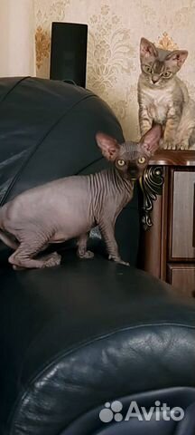 Черный красавец. Мальчик